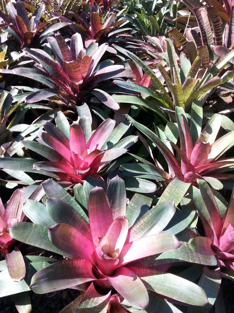 Cheryl Basic Vriesea hybrids – Wildfire Garden Bromeliad Nursery