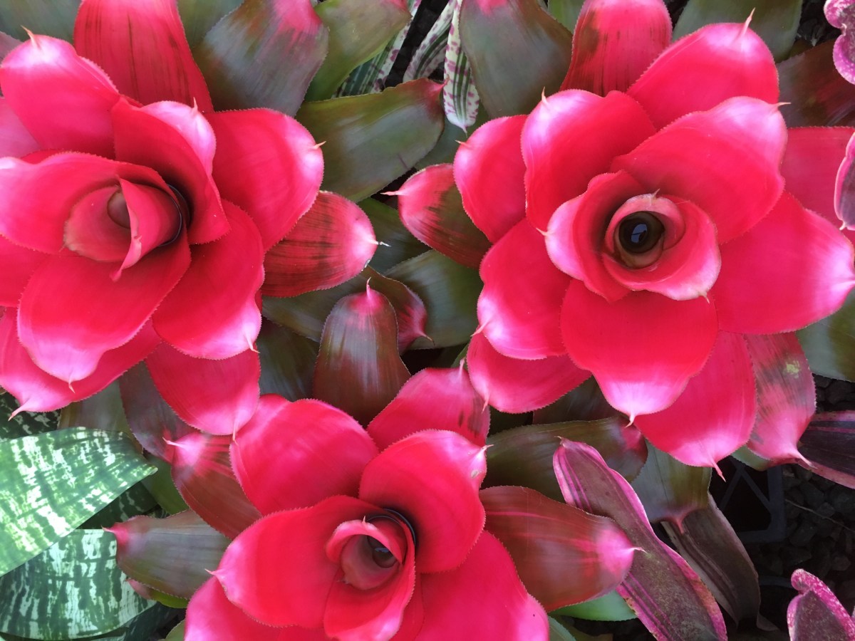 Grace Goode Neoregelia hybrids – Wildfire Garden Bromeliad Nursery